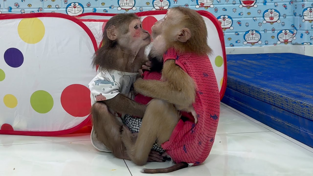 Monkey Sam & Asher scramble to love baby Theo - YouTube