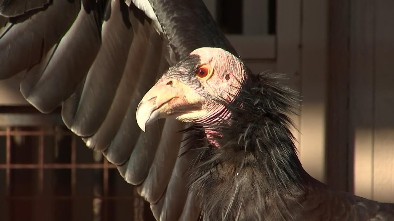 21 Endangered California Condors Die From Avian Flu - YouTube