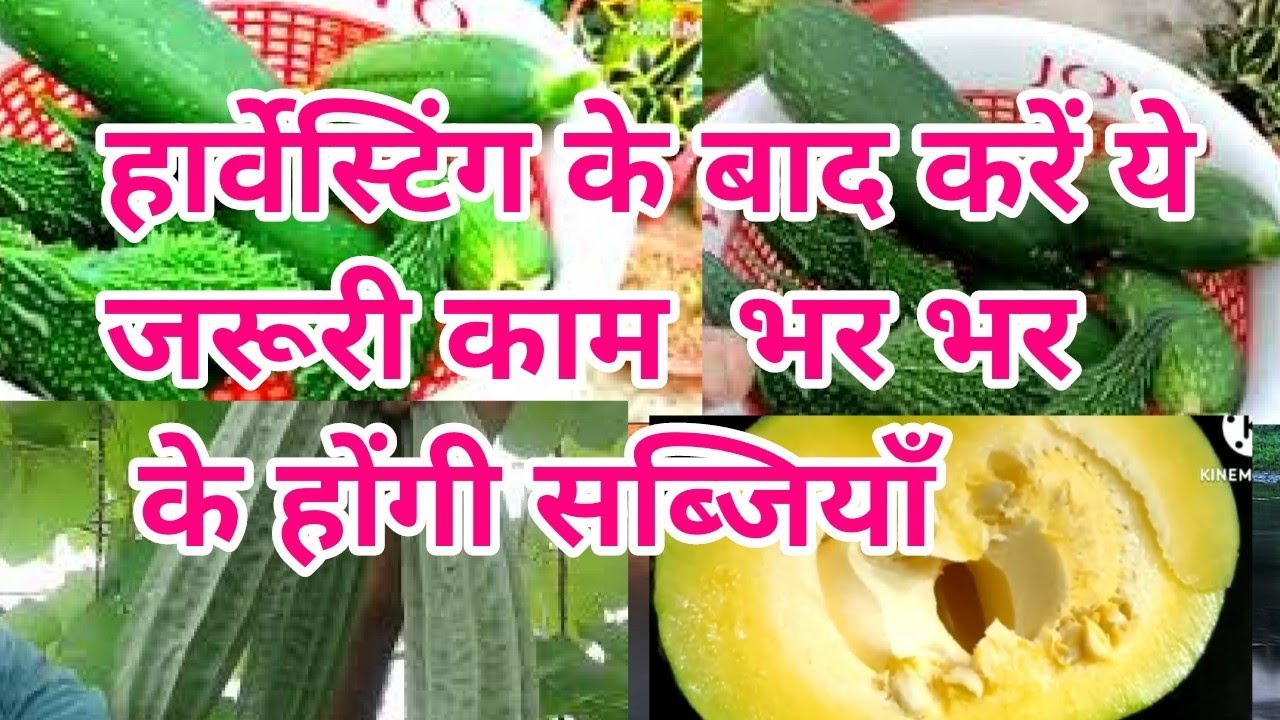 terrace garden harvesting and vegetable growing tips - YouTube