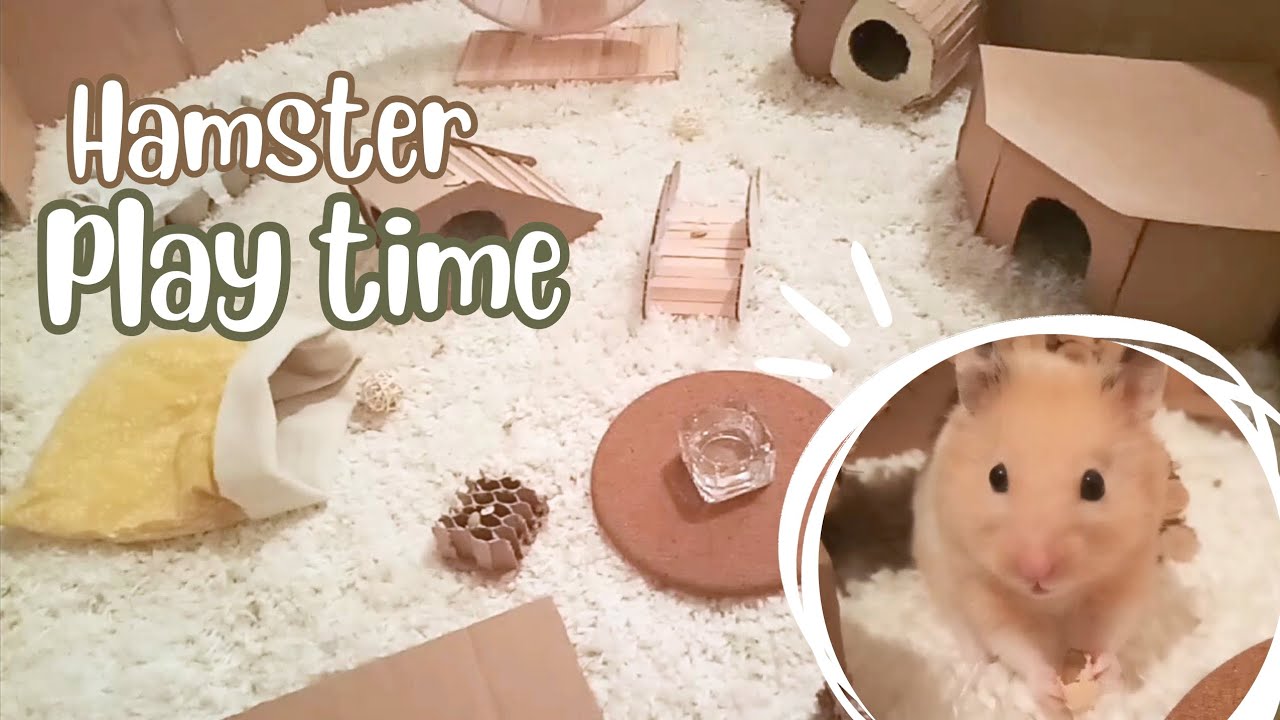 Setting up a playpen for my hamster 🐹🌼 hamster play time - YouTube