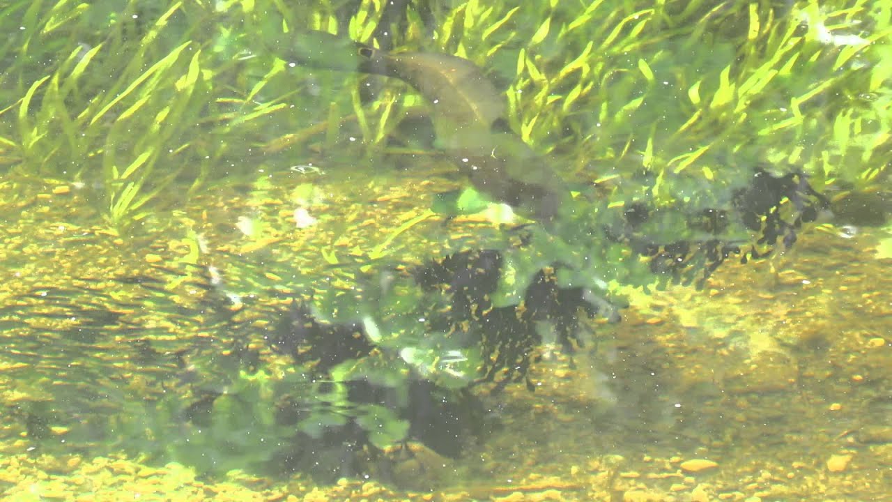 Male Bowfin with Fry - YouTube