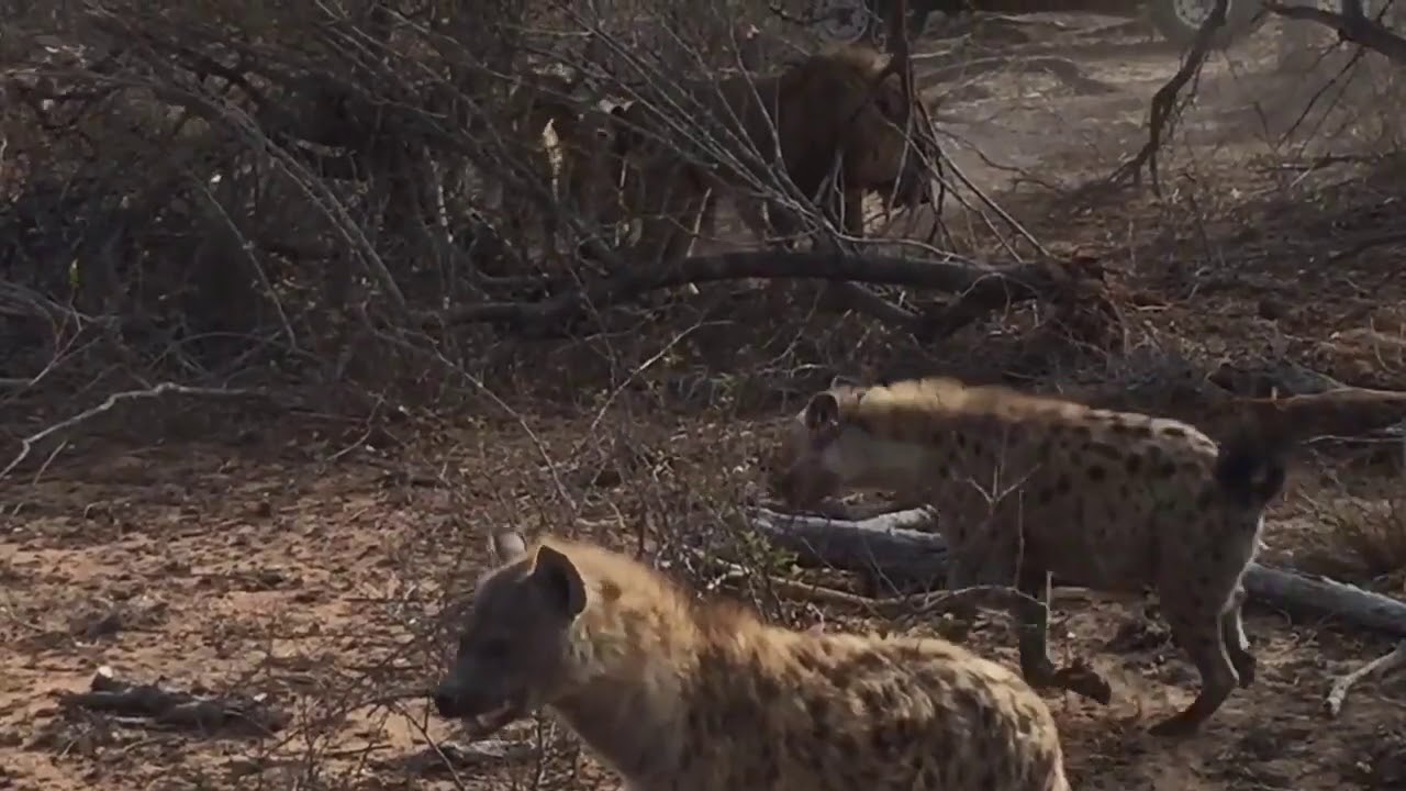 Hyenas trying to chase off a male lion - YouTube