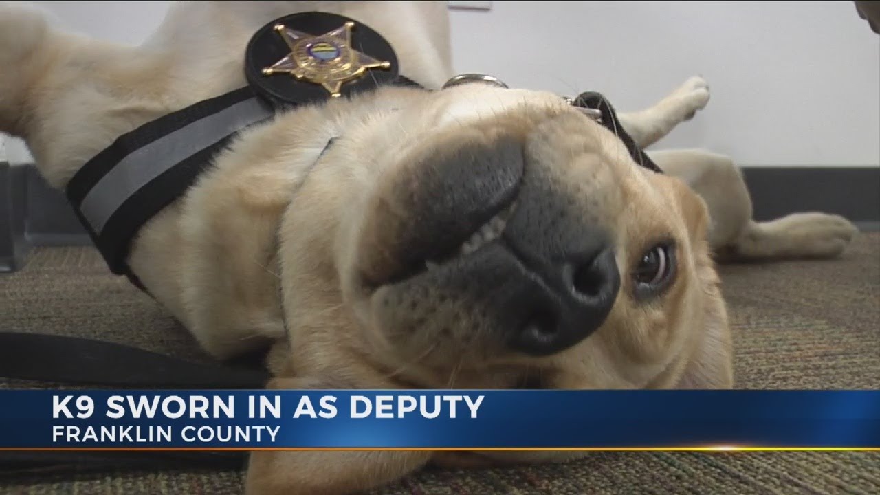 K9 Mattis sworn in as Franklin County Sheriff's Office deputy - YouTube