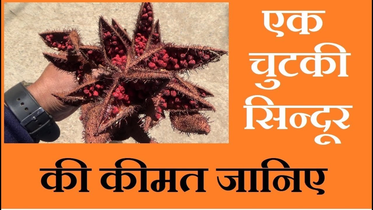 सिन्दूर का पेड़, पहचान और फायदे, Intro & Benefits, Achiote Tree, Bixa ...