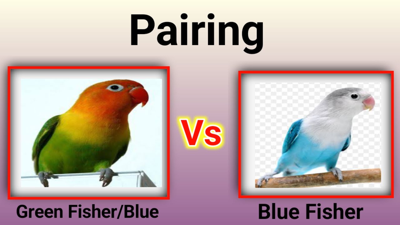 Green Fisher Split Blue Vs Blue Fisher Pairing Resut #birds - YouTube