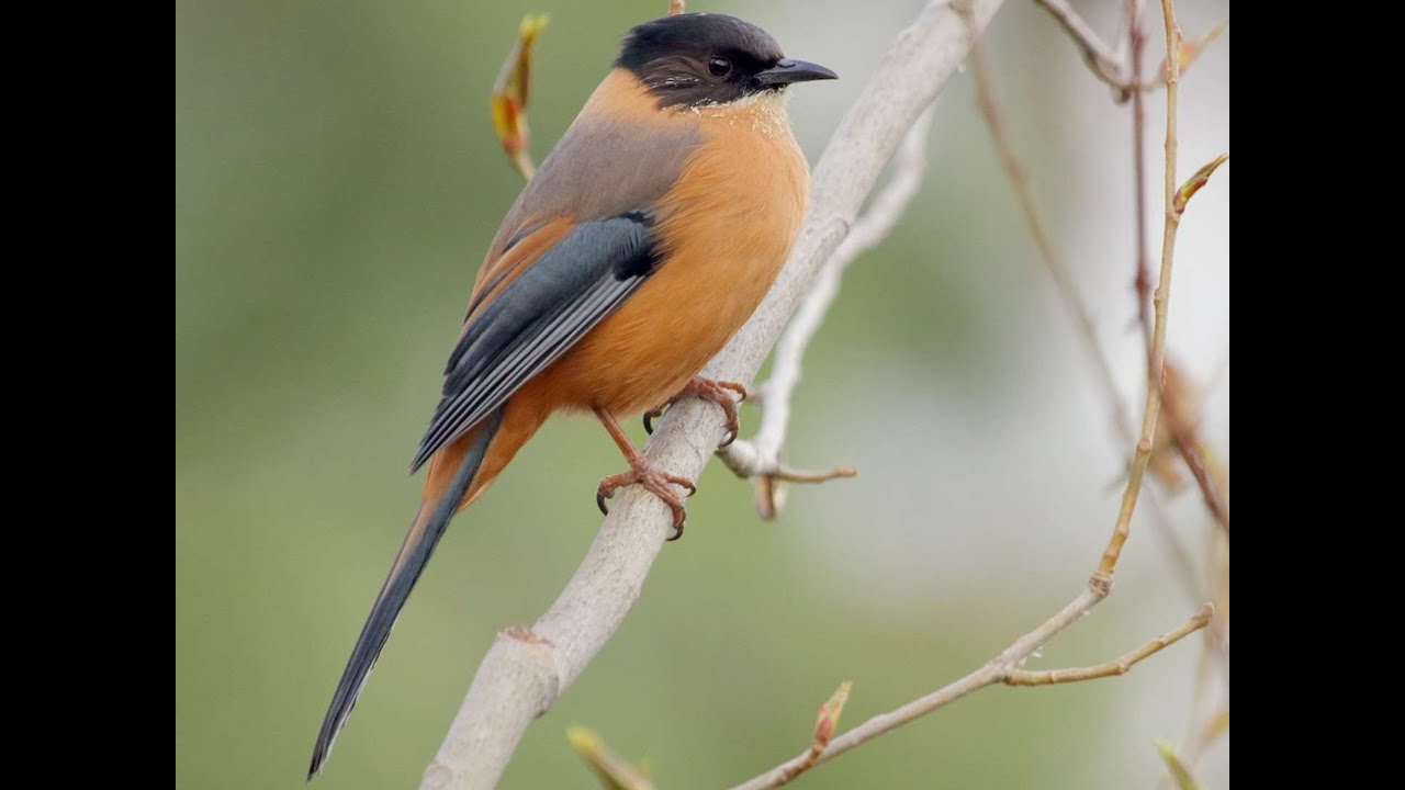 Rufous sibia bird | Daragaon Sirikhola, Darjeeling - YouTube