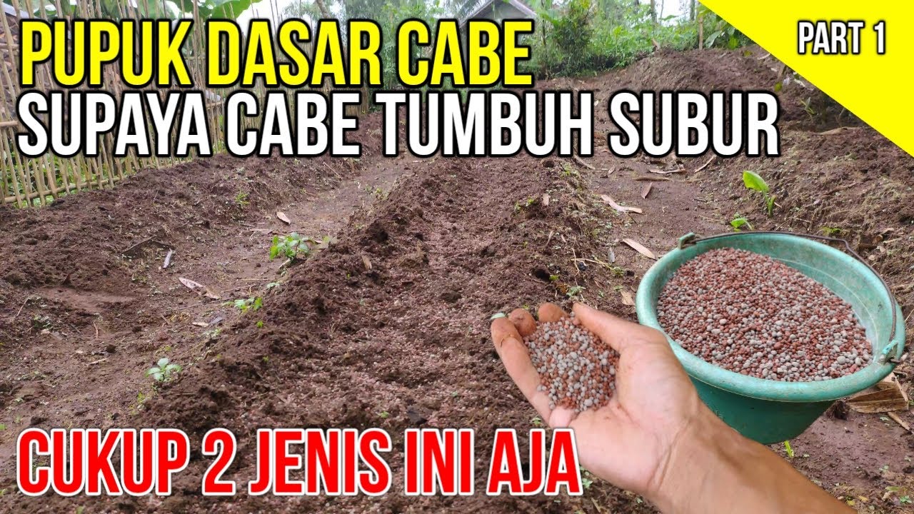 TERNYATA INI PUPUK DASAR CABE SUPAYA TUMBUH SUBUR..!! Dosis Pas ...