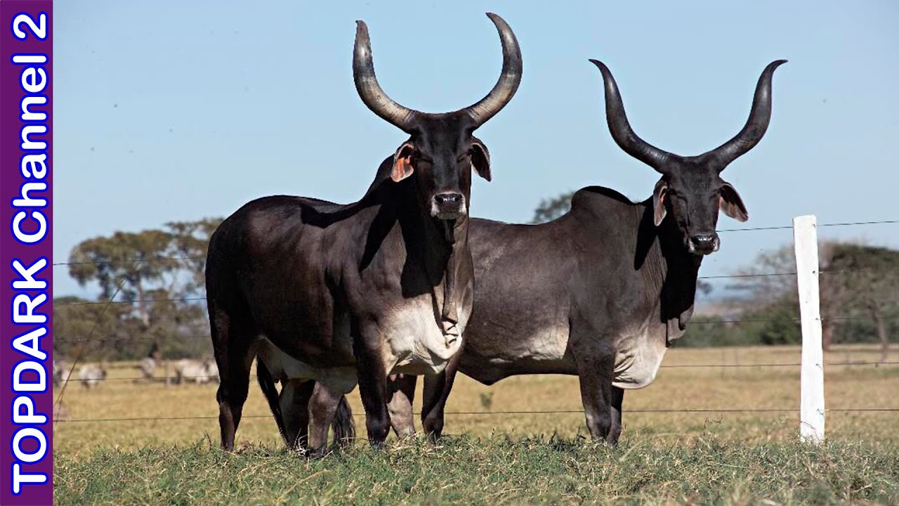 10 Razas de toros mas increíbles del mundo - YouTube
