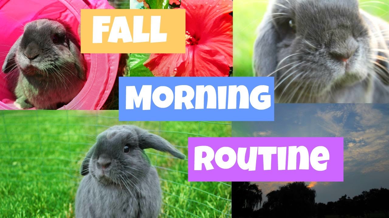 Morning Rabbit Routine || Fall 2015 - YouTube