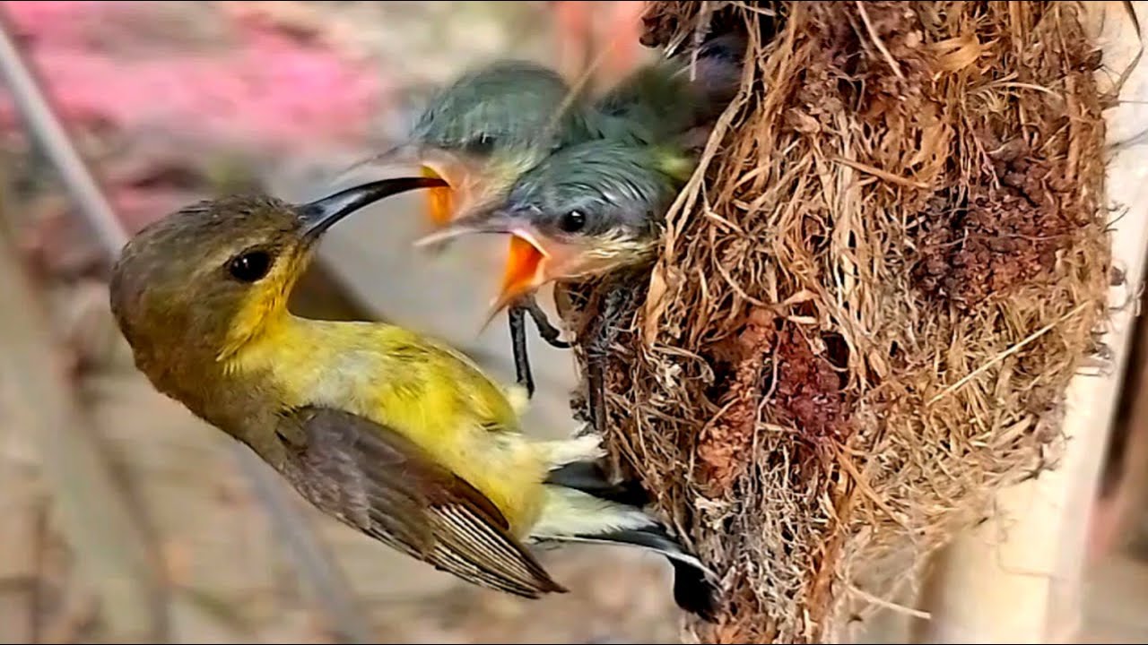 Garden sunbird Baby Birds in the nest trying to come out when mother ...
