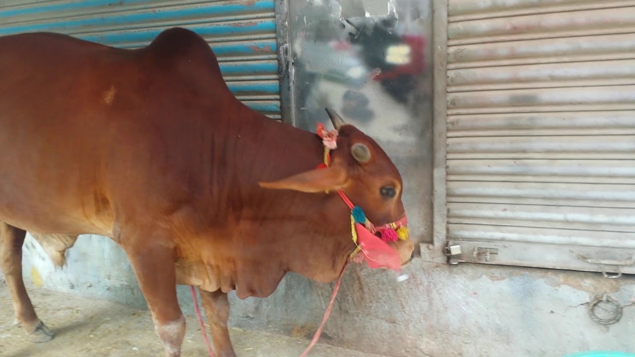 Kami khan cow 2017 - YouTube