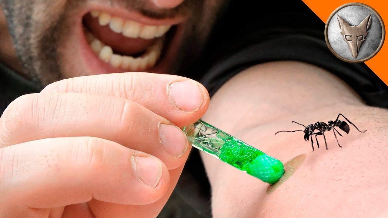 MORSURE DE FOURMI BALLE DE FUSIL | Tester un antidote contre la morsure ...