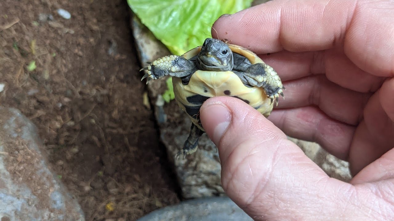 I Hatched Baby Hermanns Tortoises! - YouTube