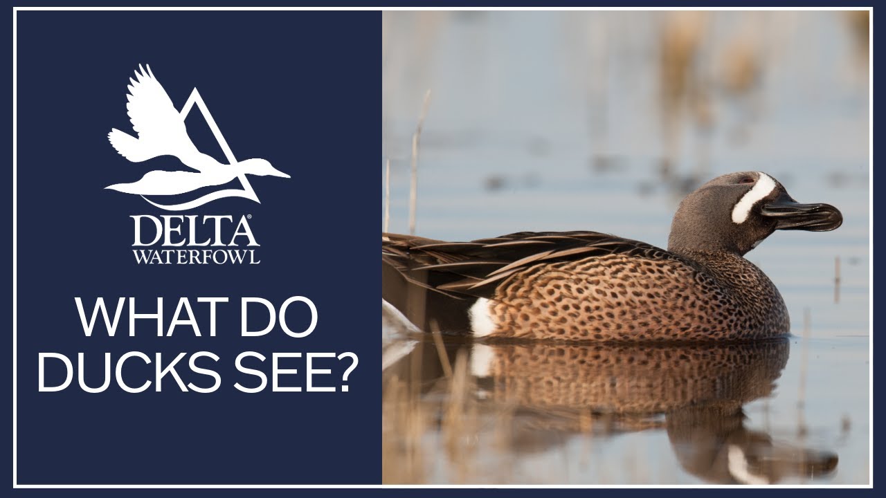 What Do Ducks See? - YouTube