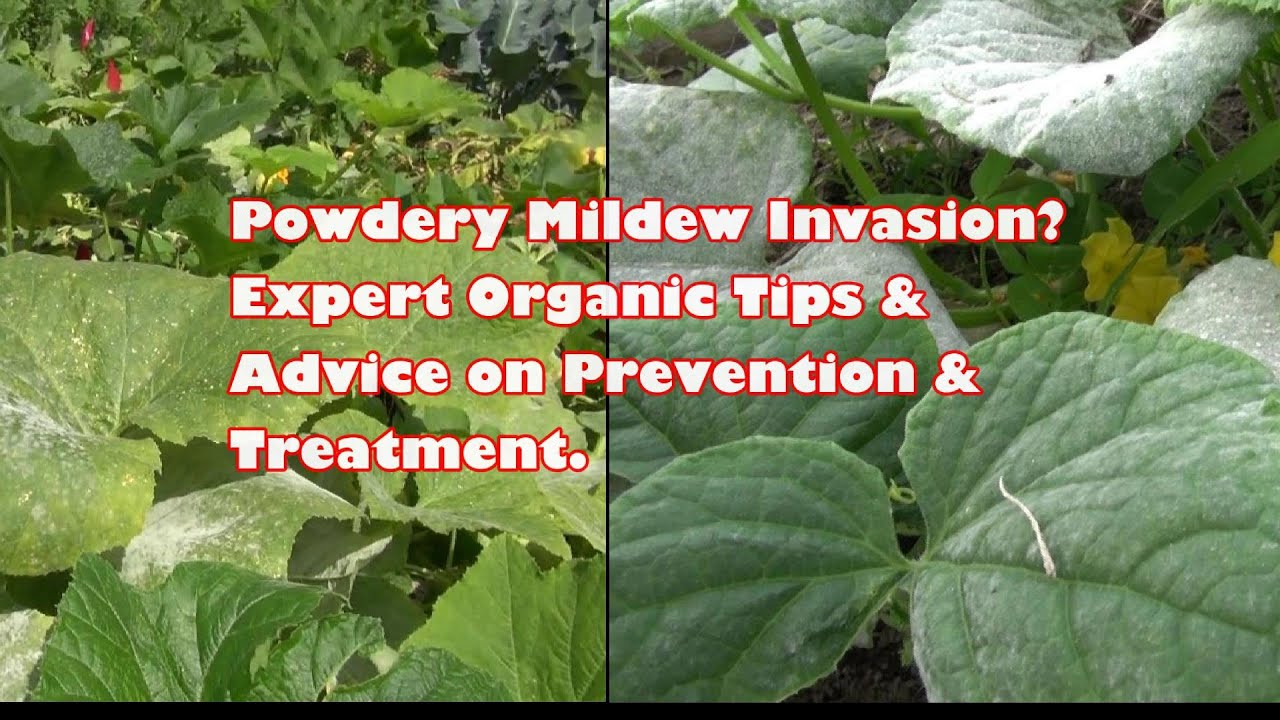Powdery Mildew Invasion? Expert Organic Tips & Advice on Prevention and ...