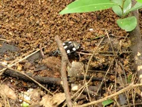 Seven-spotted Cockroach ( Therea Petiveriana ) + Millipede @ Mylapore ...