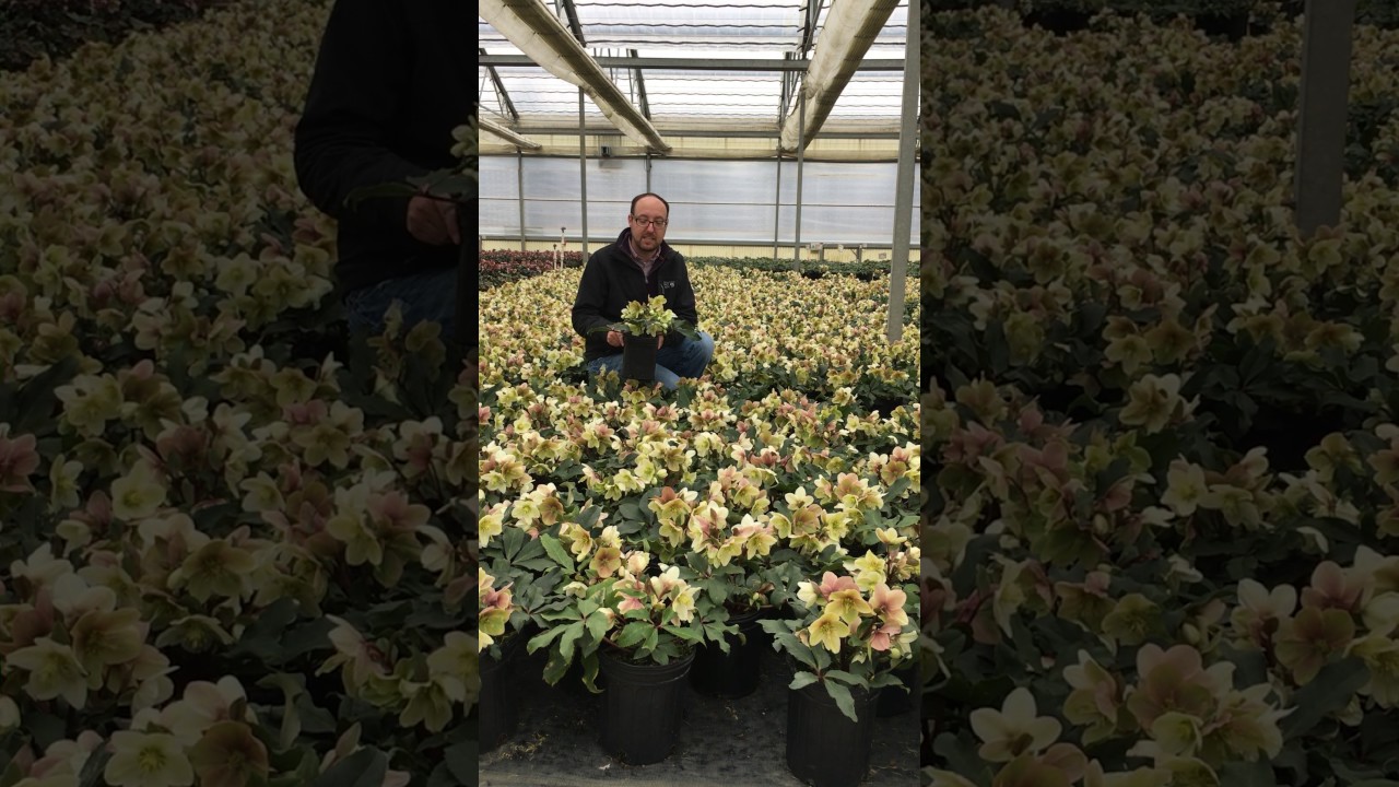 Riverbend Nursery Plant Premiere Week 7-Helleborus 'HGC Champion' #1 ...
