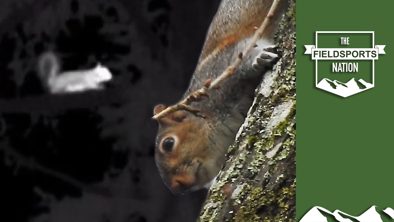 Squirrels On Steroids