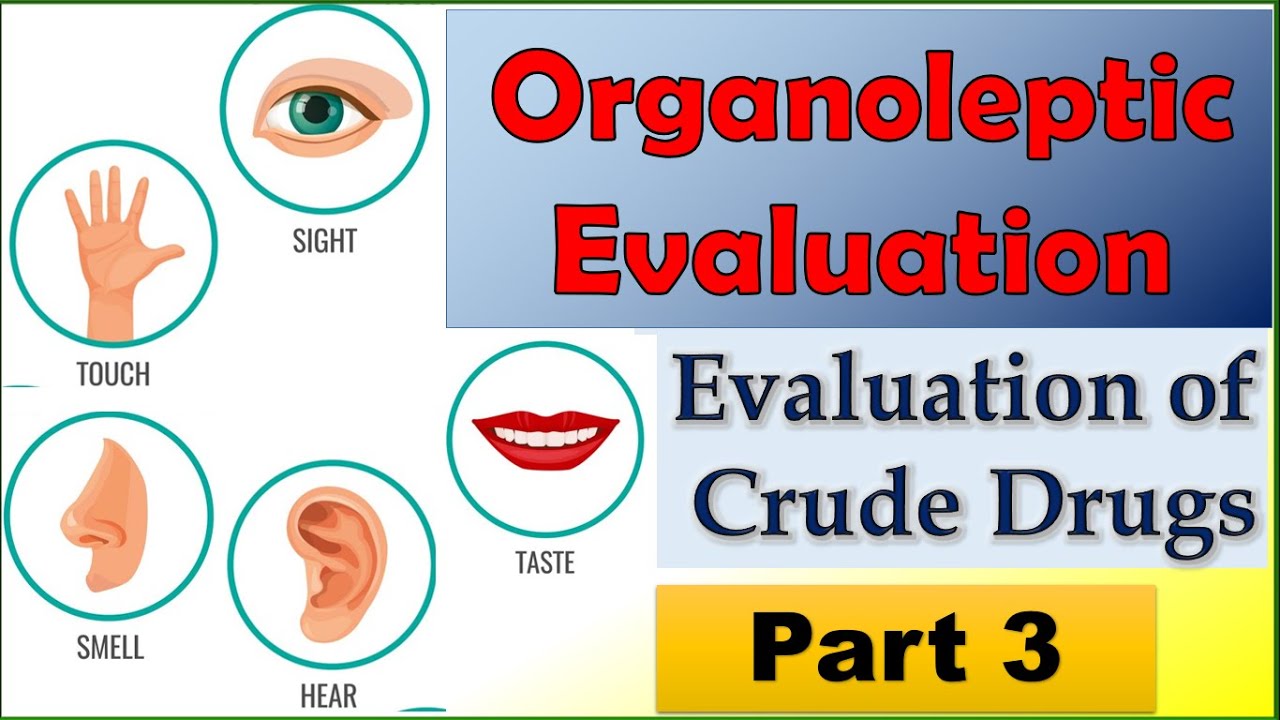 Organoleptic Evaluation Evaluation Of Crude Drugs Part3 organoleptic-evaluation-evaluation-of-crude-drugs-part3