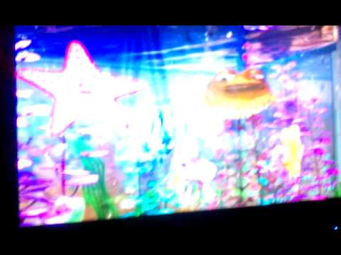 Finding Nemo(nemo new in tank) - YouTube