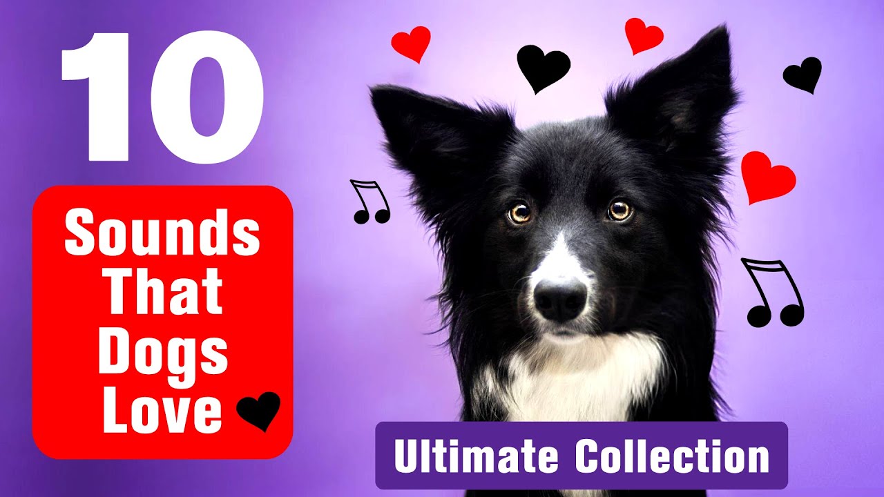 10 Sounds that Dogs Love to Hear the Most ️ - YouTube