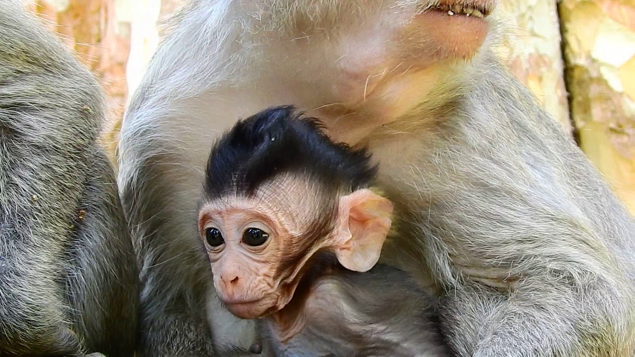 Don't Sad Newborn spaz baby monkey - YouTube