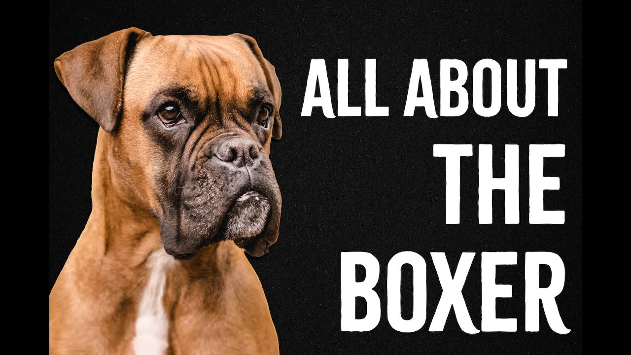 All About The Boxer - YouTube
