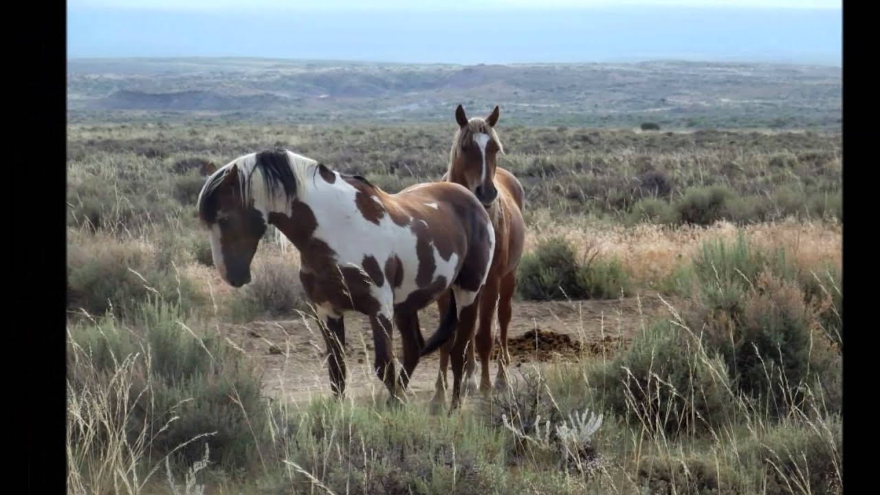 Sand Wash Basin Stallions - YouTube
