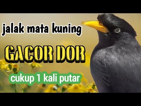 SUARA JALAAK KEBO RIBUT,pancingan auto istimewa untuk pikat dan jalak bisu langsung nyahut