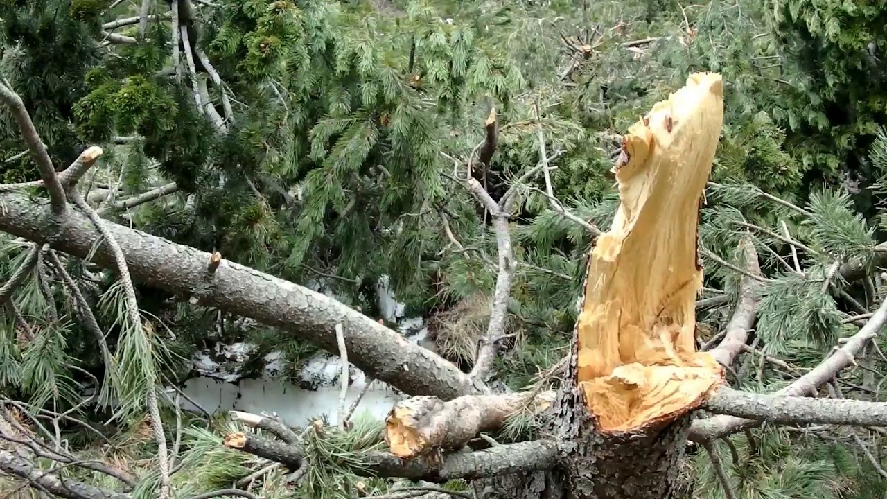 Avalanche on a forest of Pinus Uncinata (Pyrenees) - YouTube