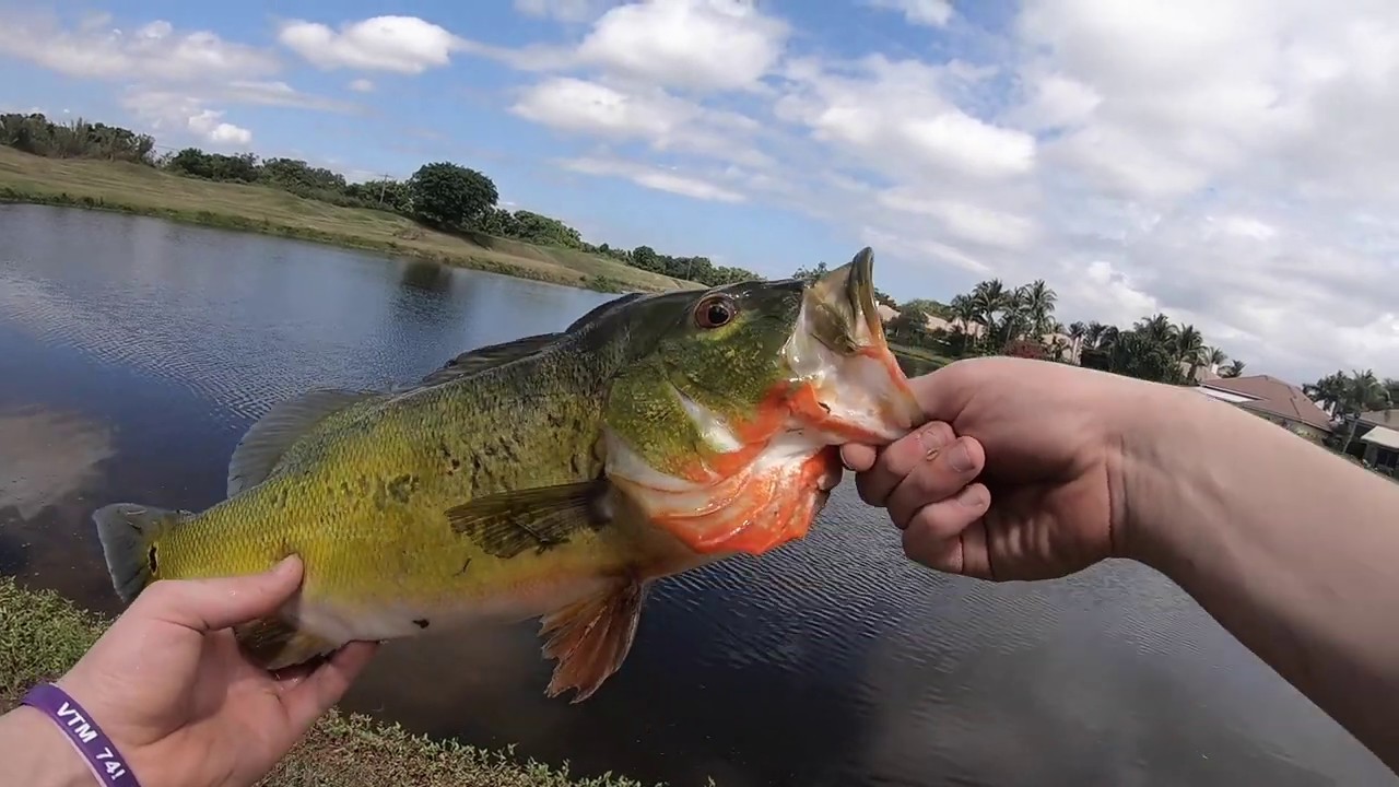 INSANE SURPRISE FISH from South Florida Golf Course Ponds!! (Wellington ...