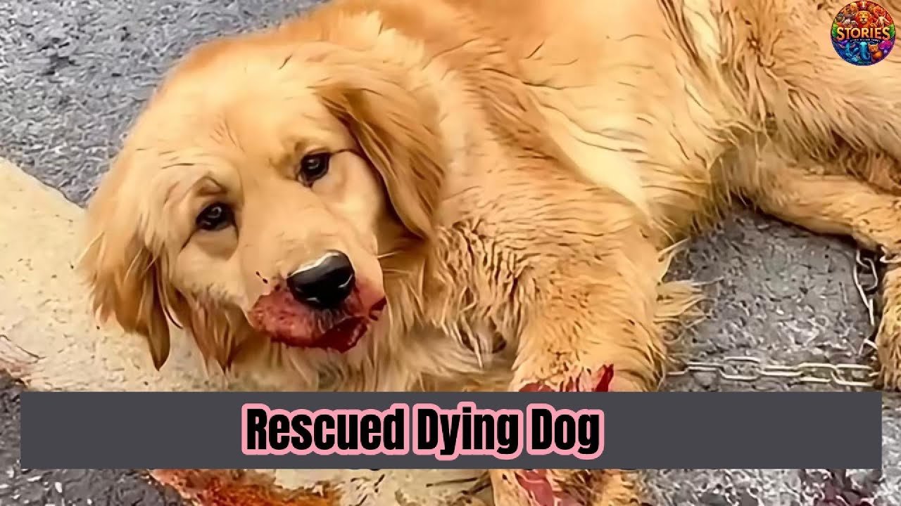 Rescued Dying Dog #dogrescue - YouTube