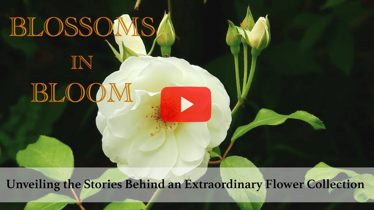 Beautiful Flower Collection | Blooming Elegance | A Visual Feast of ...