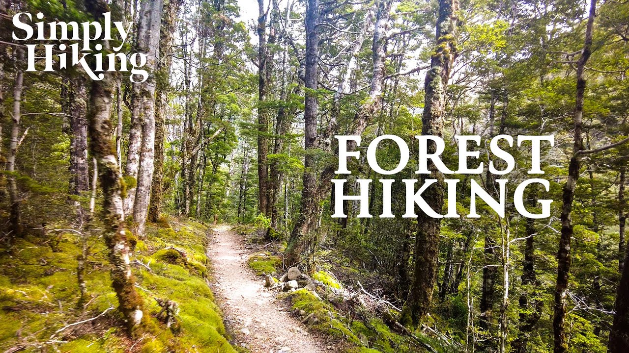 4K Virtual Forest Hike - St James Walkway New Zealand - YouTube