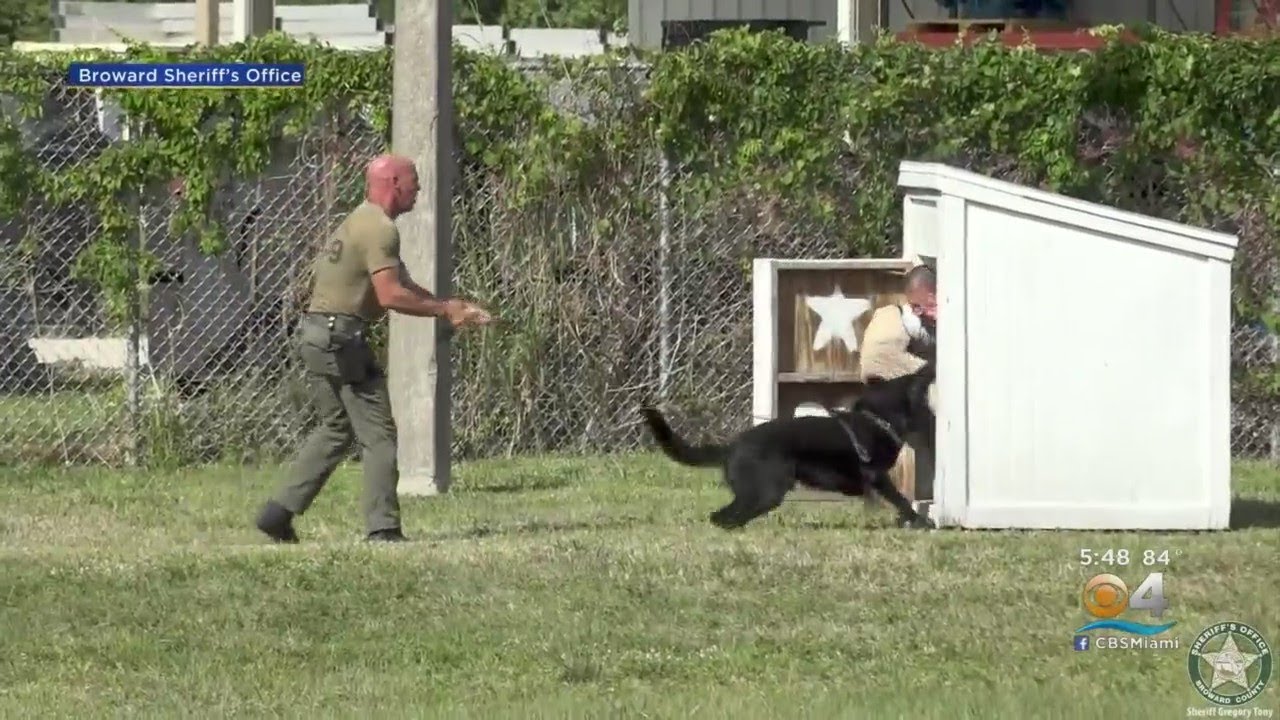 BSO Gives An Inside Look At Its K-9 Unit - YouTube