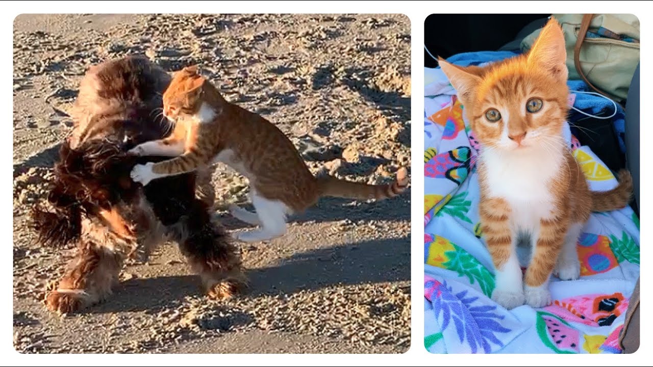 Funniest Cats and Dogs Videos! Try Not To Laugh Challenge -Growing up w ...