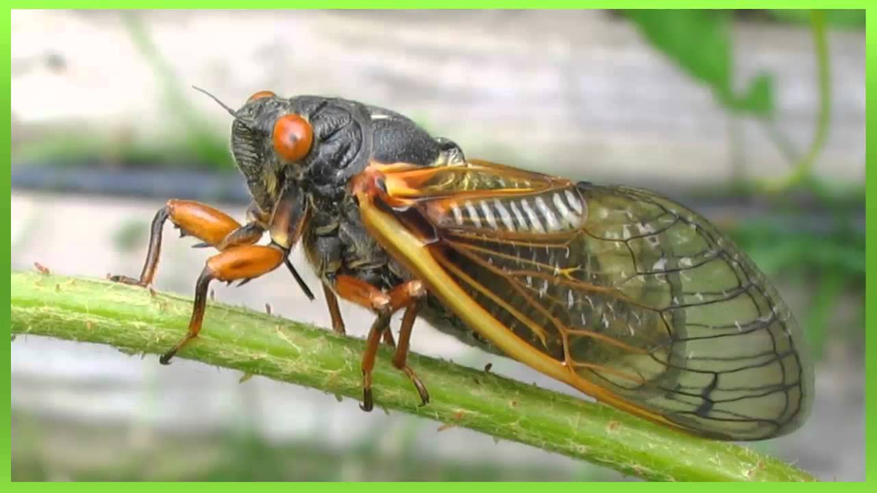 efeito sonoro de som de cigarra - sound effect cicada - 効果音蝉 - 音效蝉 ...