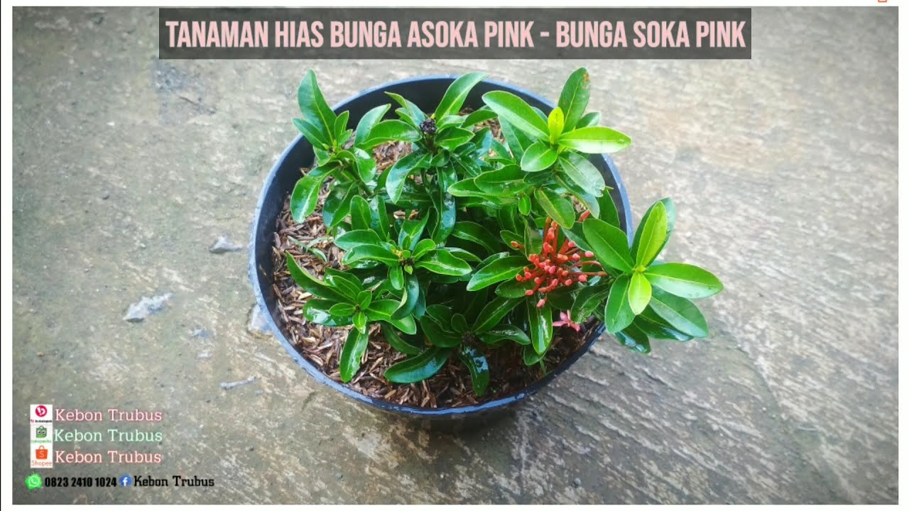 Tanaman Hias Bunga Asoka Pink - Bunga Soka Pink | Update 12 November ...