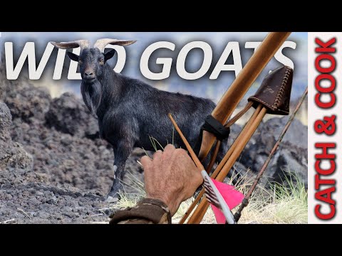 Bow Hunting FERAL GOATS on an ISLAND!
