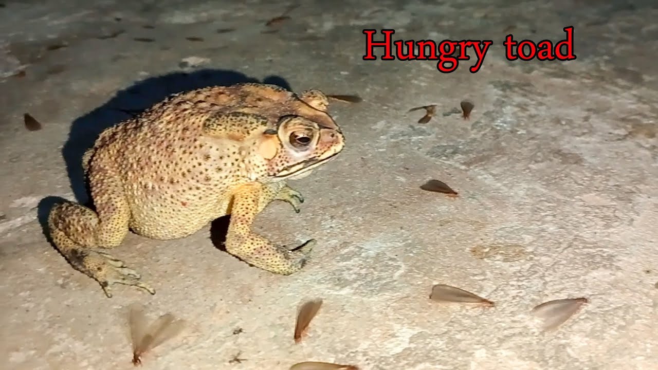 Wow hungry toad eat alot of rainny insect, Toad much love rainny insect ...