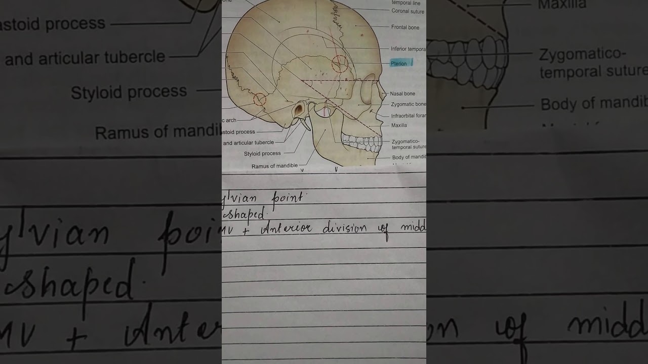 pterion and it's clinical - YouTube