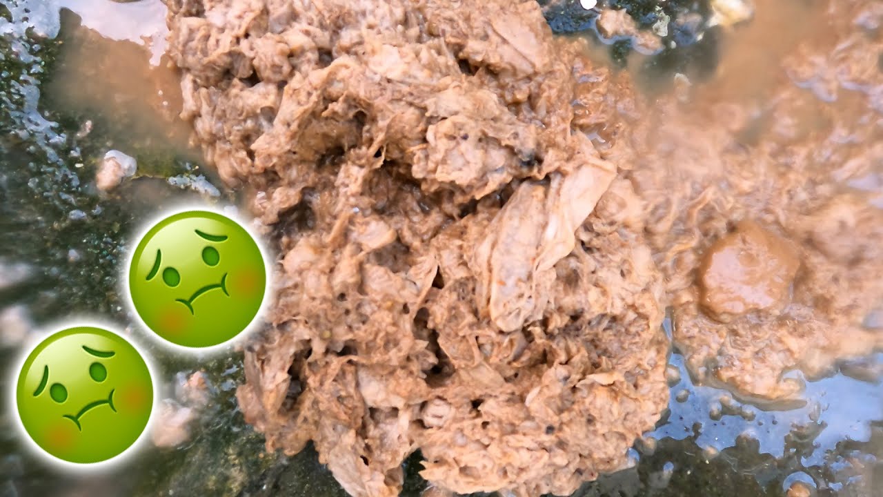 Poo-nami EXPLOSION! 🌊💩Cameraman Down - YouTube