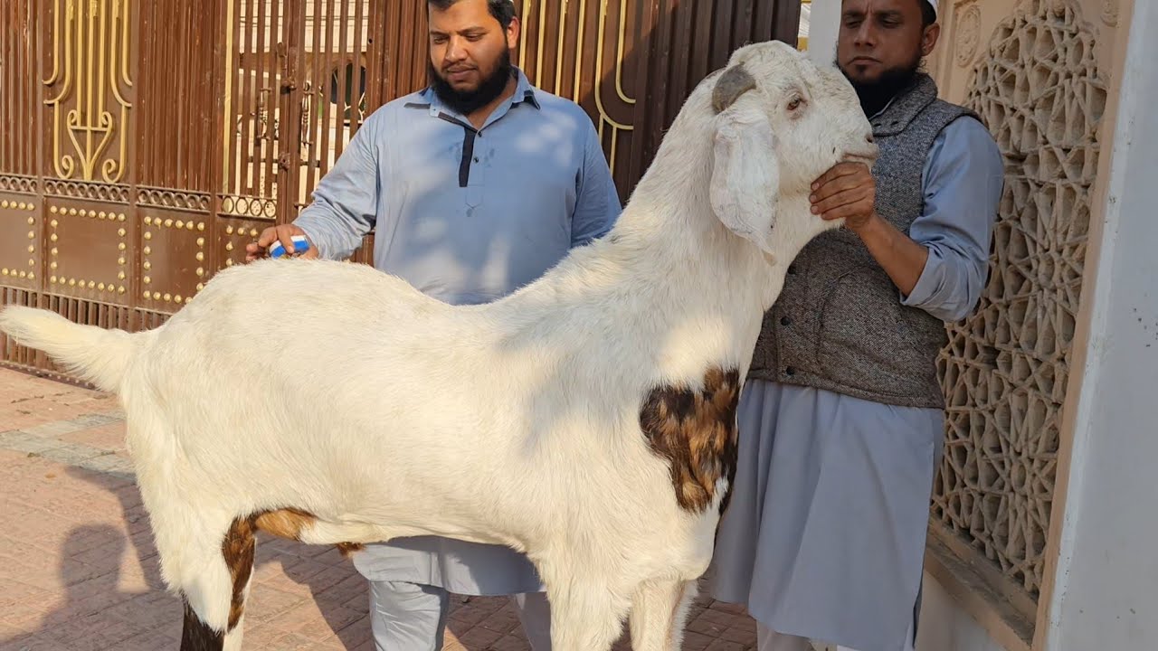 Big Size Gujri Khassi Goat in Jaipur Rajasthan - YouTube