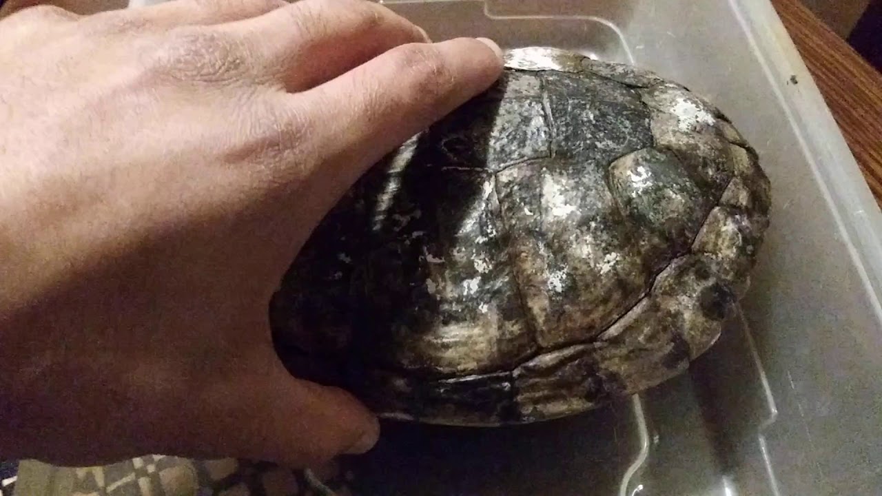 Fresh Red-Eared Turtle Shell - YouTube