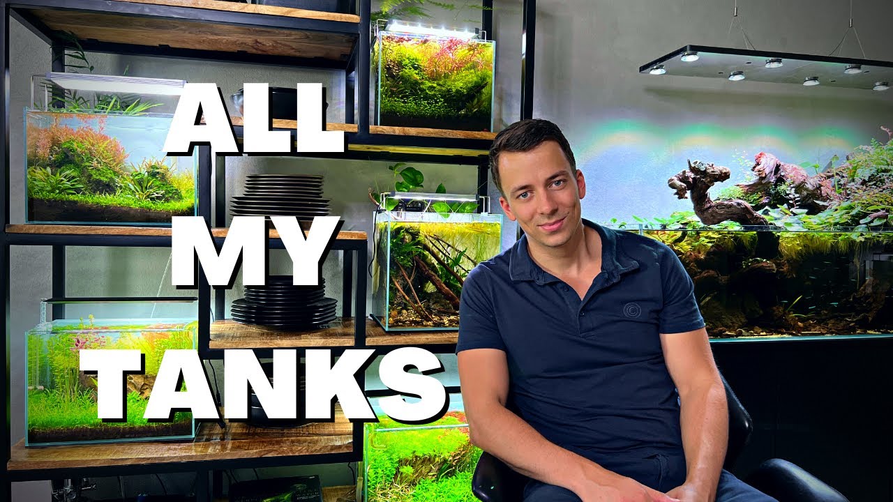 Relaxing Aquarium Room Tour - my entire planted tank collection - YouTube