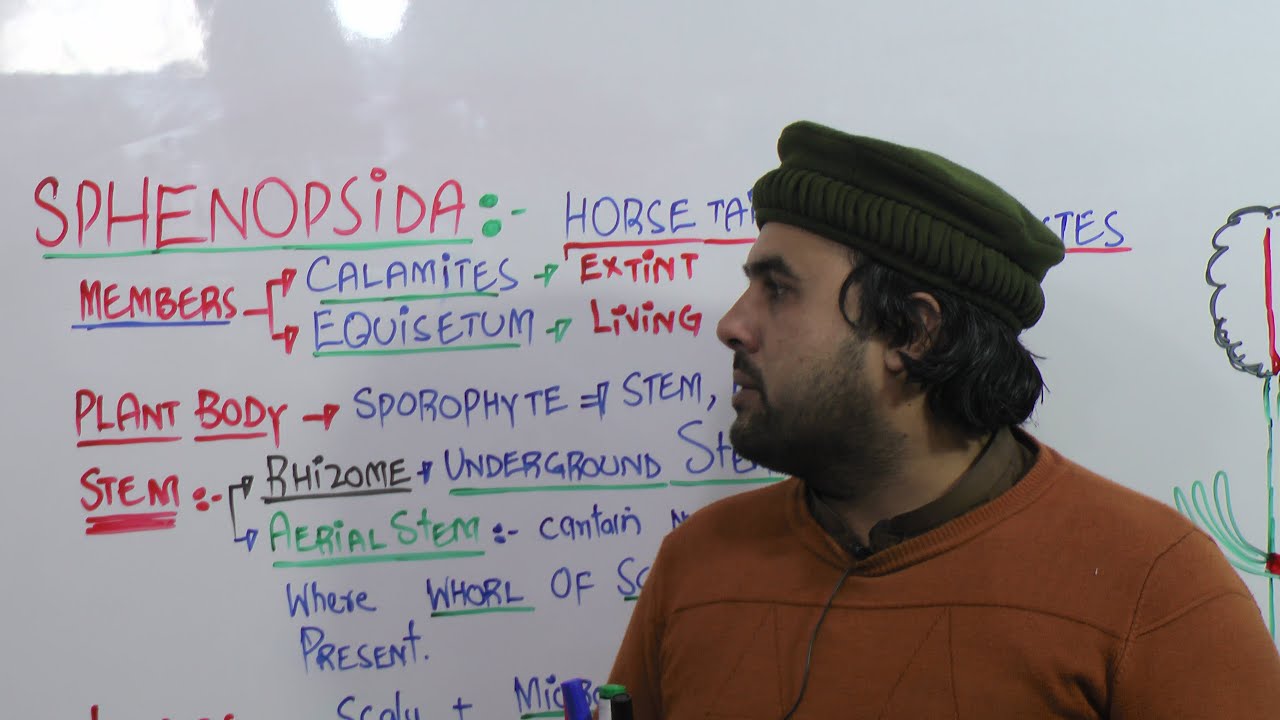 LEC # 8 | Characters of Sphenopsida | Diversity among Plants | By LEC ...