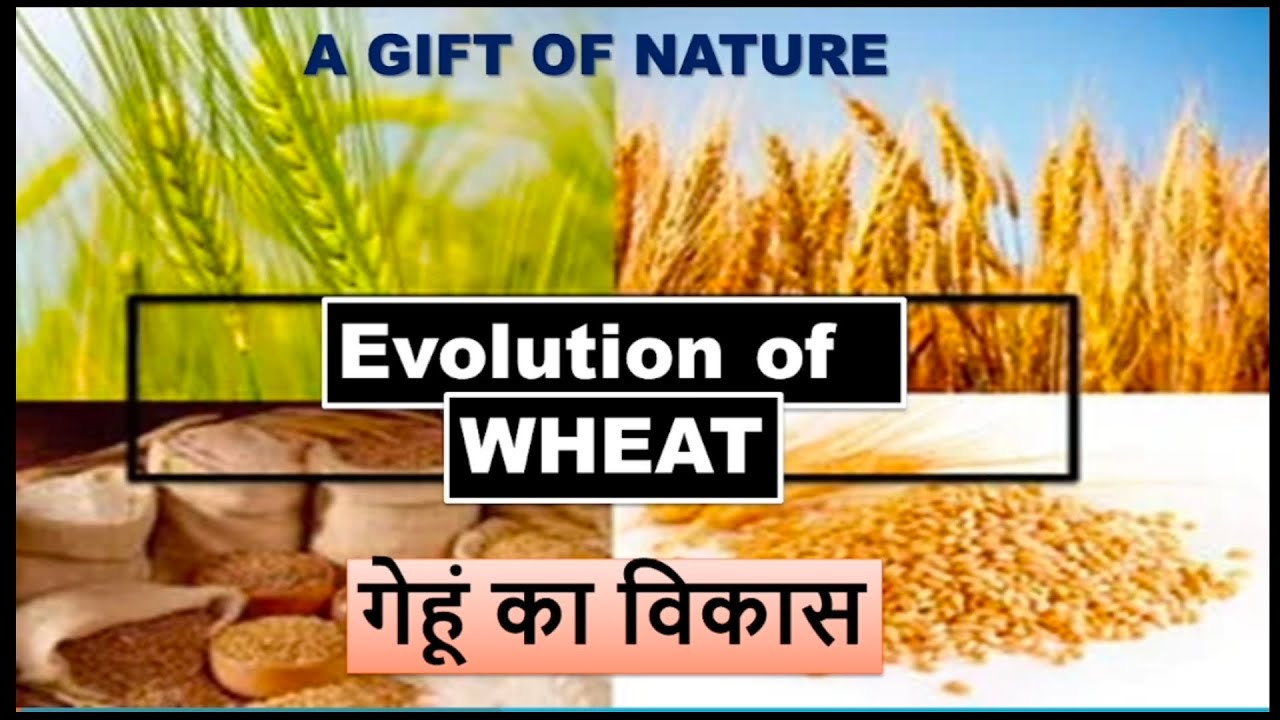 Evolution of Wheat/Bread wheat||| गेहूं का विकास ||Detailed explanation ...