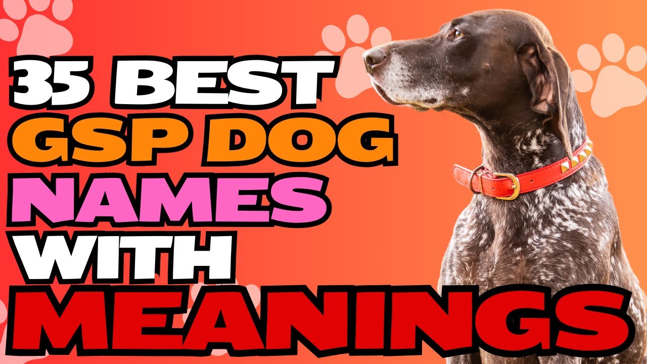 35 Best GSP Dog Names with Meanings 🐾🐶 | Unique & Strong Names for Your ...