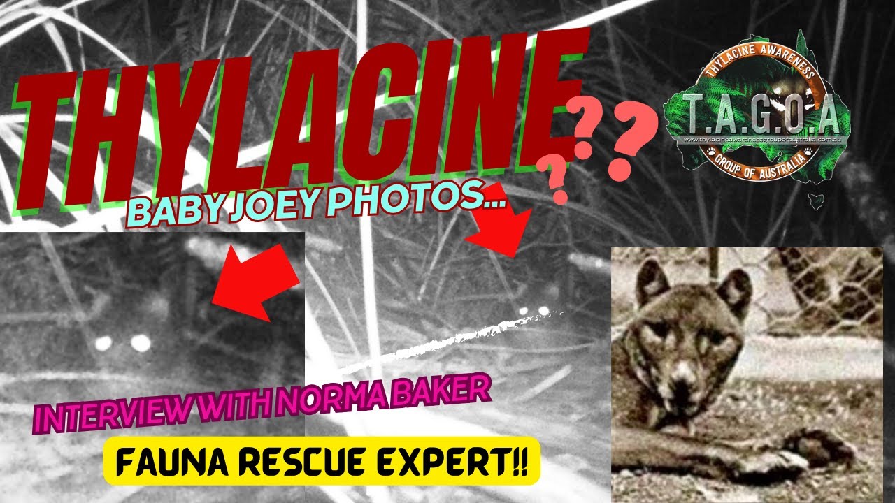 Thylacine Joey photos explained by wildlife expert, Norma Baker. - YouTube