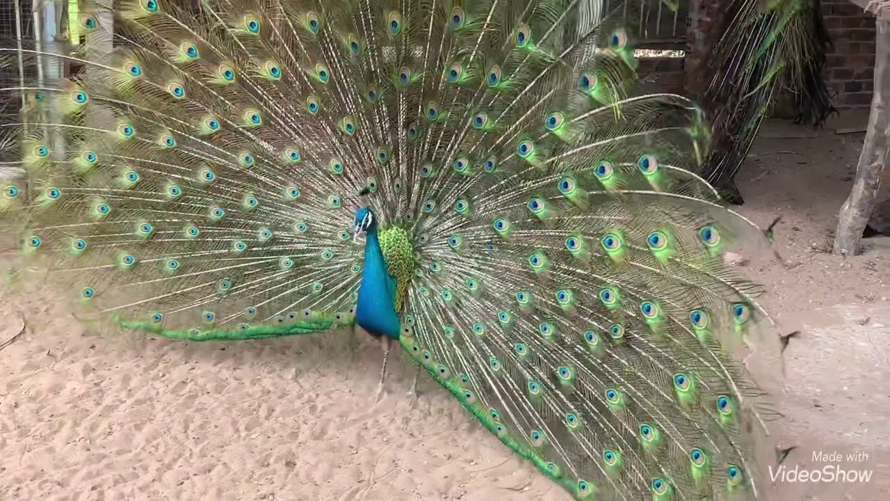 Cận Cảnh Chim Công Xoè Đuôi Đẹp Như Thế Nào - YouTube